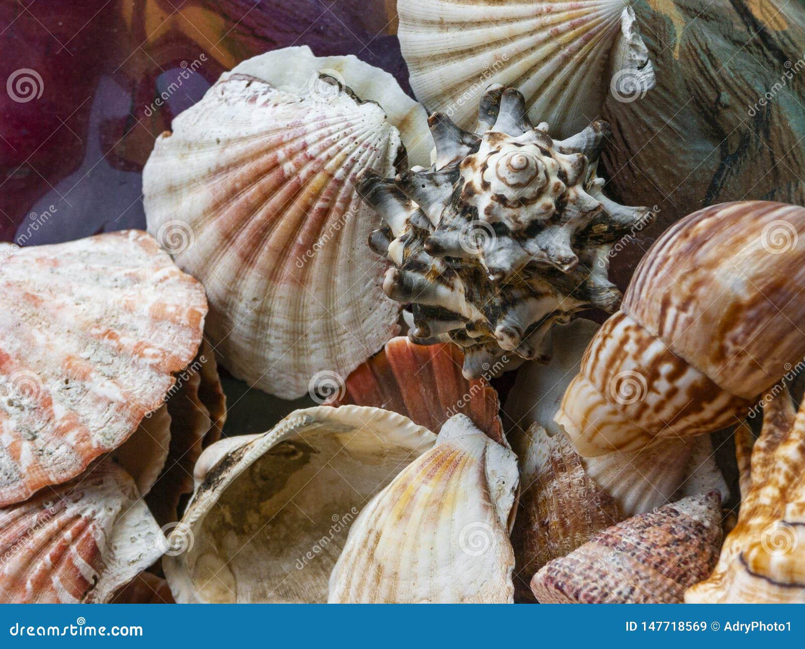 Group of Shells in a Glass Bowl, Decorated in a Sea House Stock Image ...
