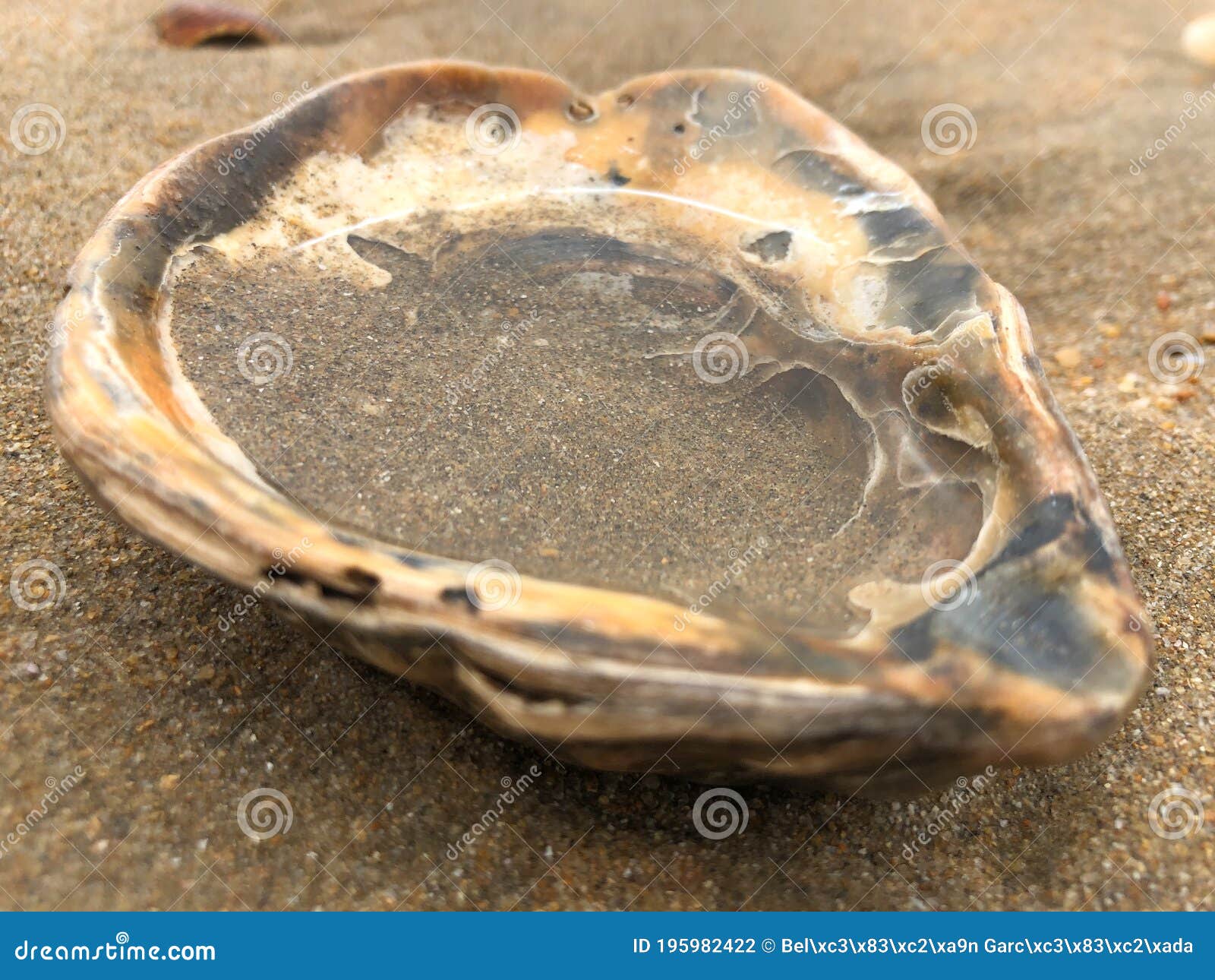 Shells on the sand stock photo. Image of laying, nature - 195982422