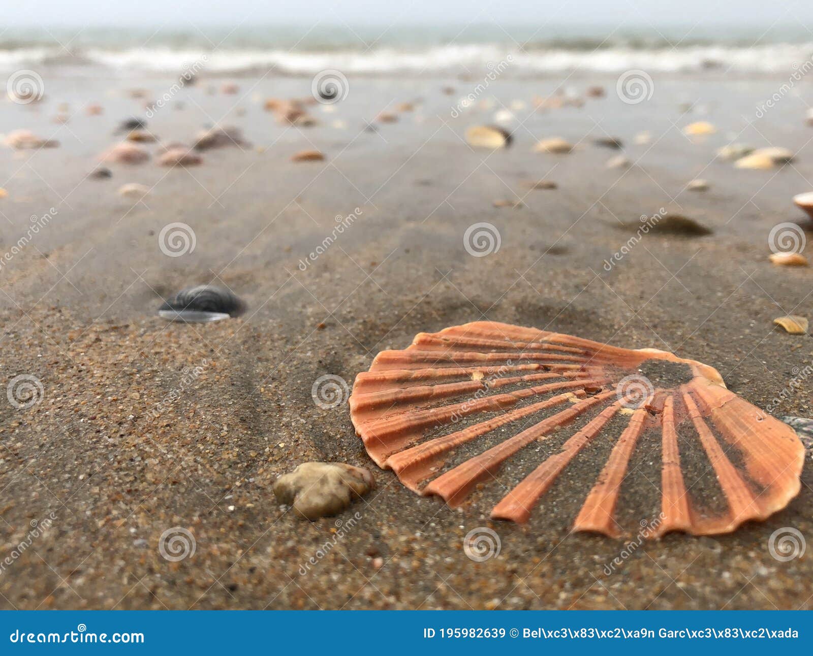Shells on the sand stock image. Image of blurred, shore - 195982639