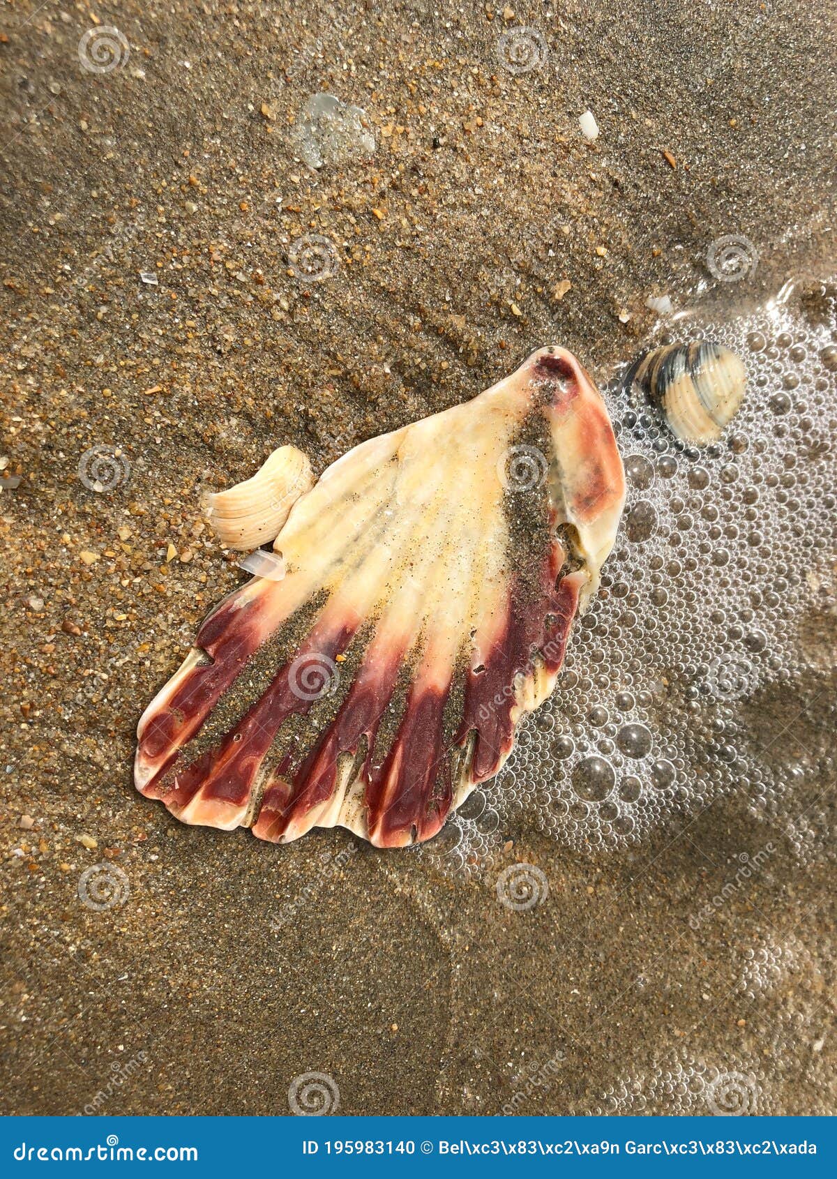 Shells on the sand stock photo. Image of marine, foam - 195983140