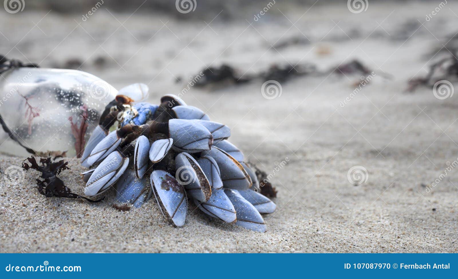 Group of Shells in Low Tide Clinking on Old Rugged , Threadbare ...