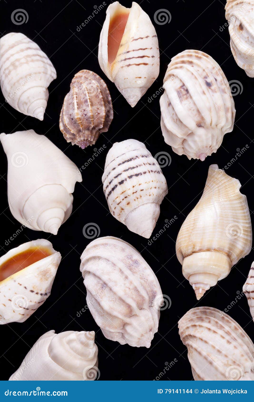 Sea Shells And Marine Rope Stock Photo | CartoonDealer.com #40765800