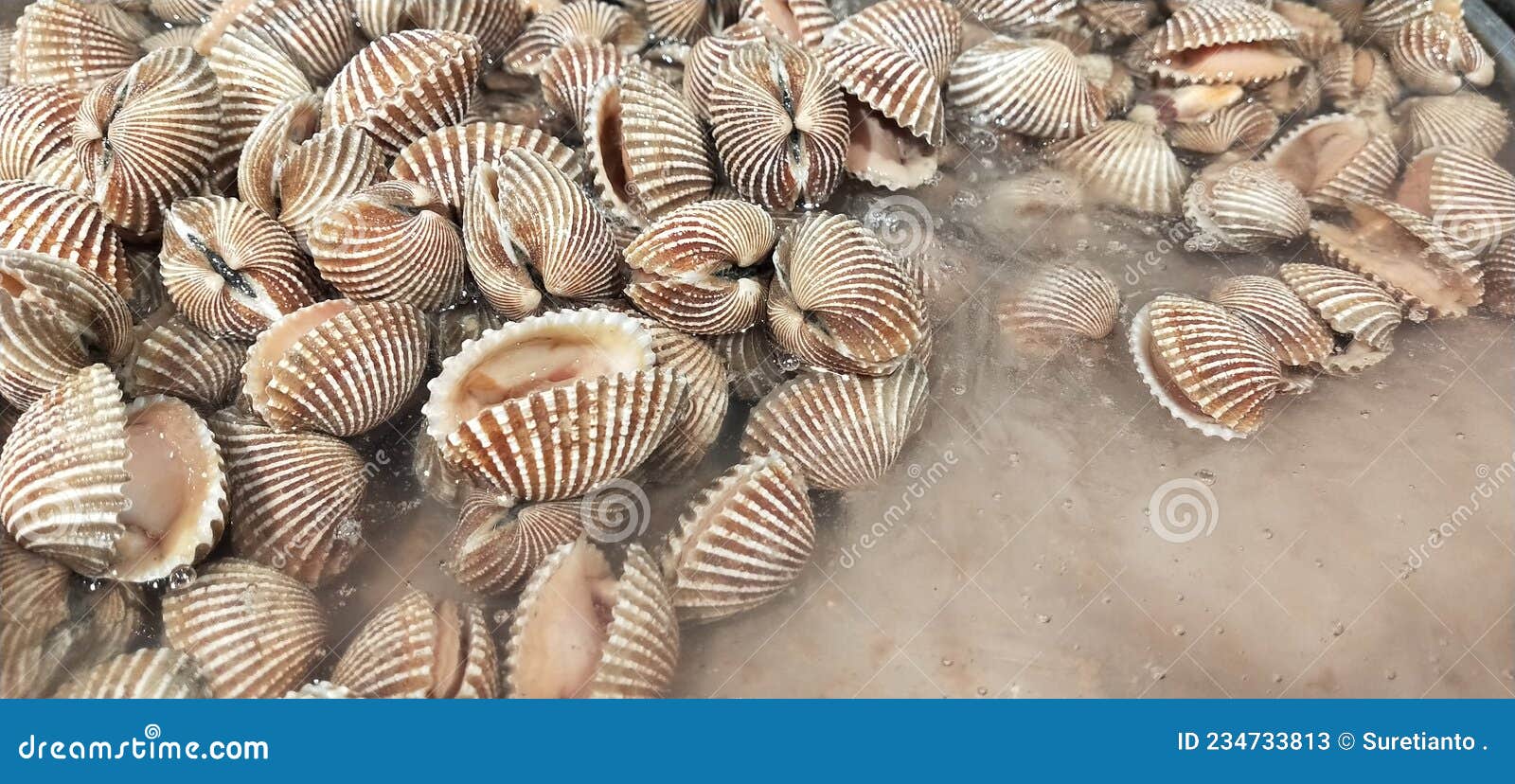 A Group of Shells at the Market Stock Image - Image of isolated ...