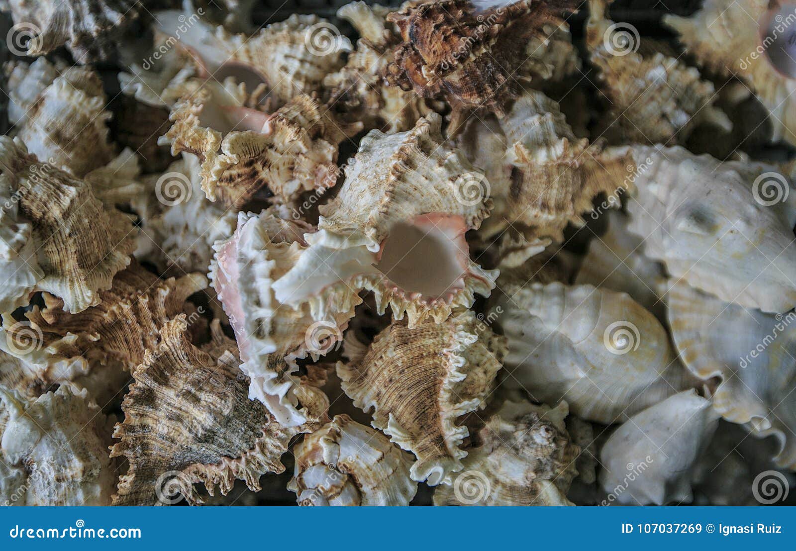 Group of Shells and Mollusc Stock Image - Image of shellfish, isolated ...