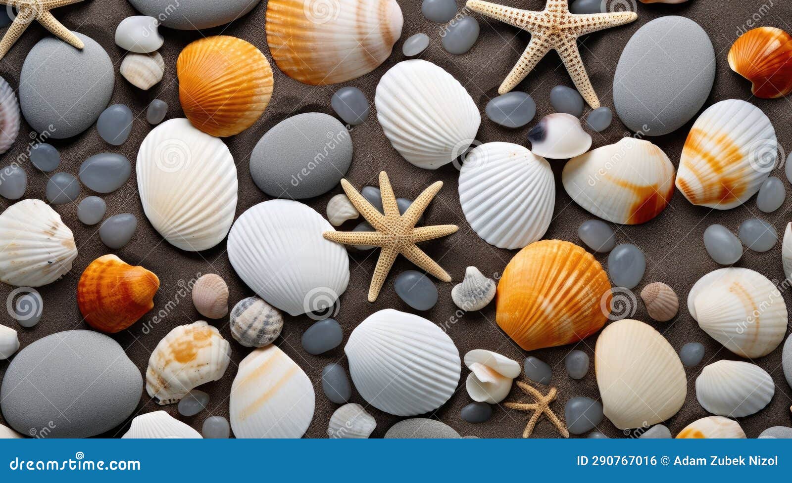 A Group of Shells and Rocks Stock Illustration - Illustration of shell ...