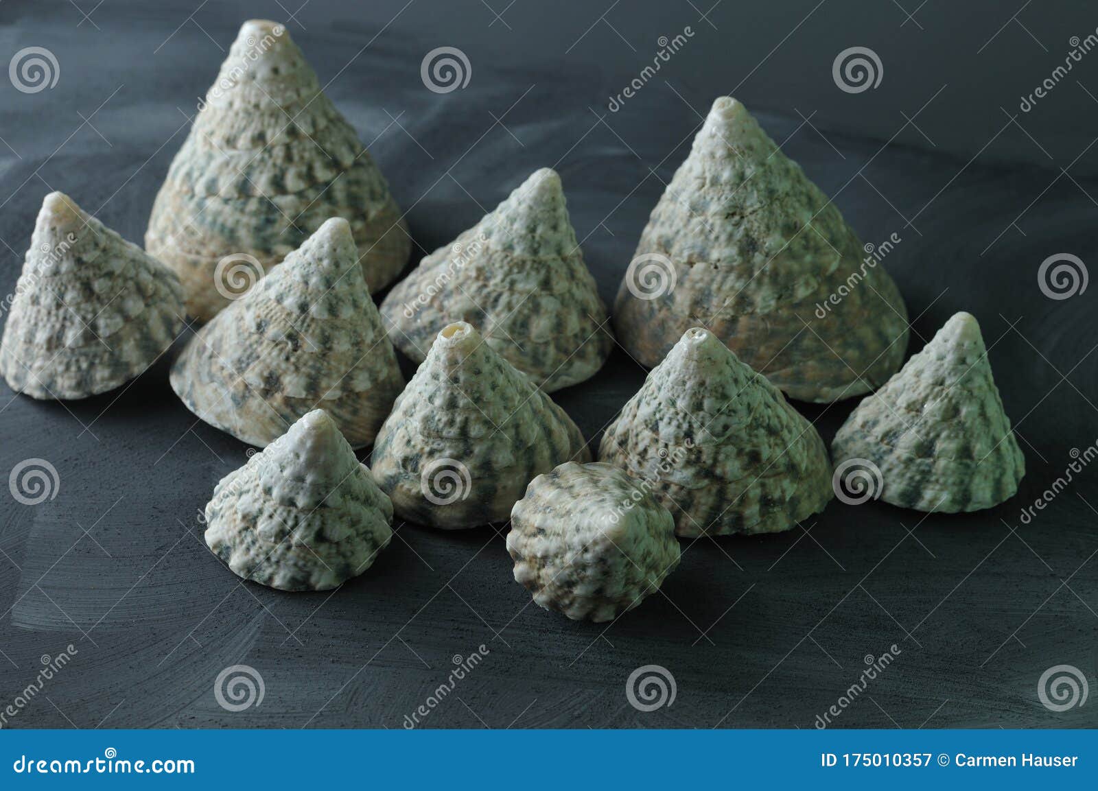 A Group of Shells of Turban Snails Stock Image - Image of shell, exotic ...