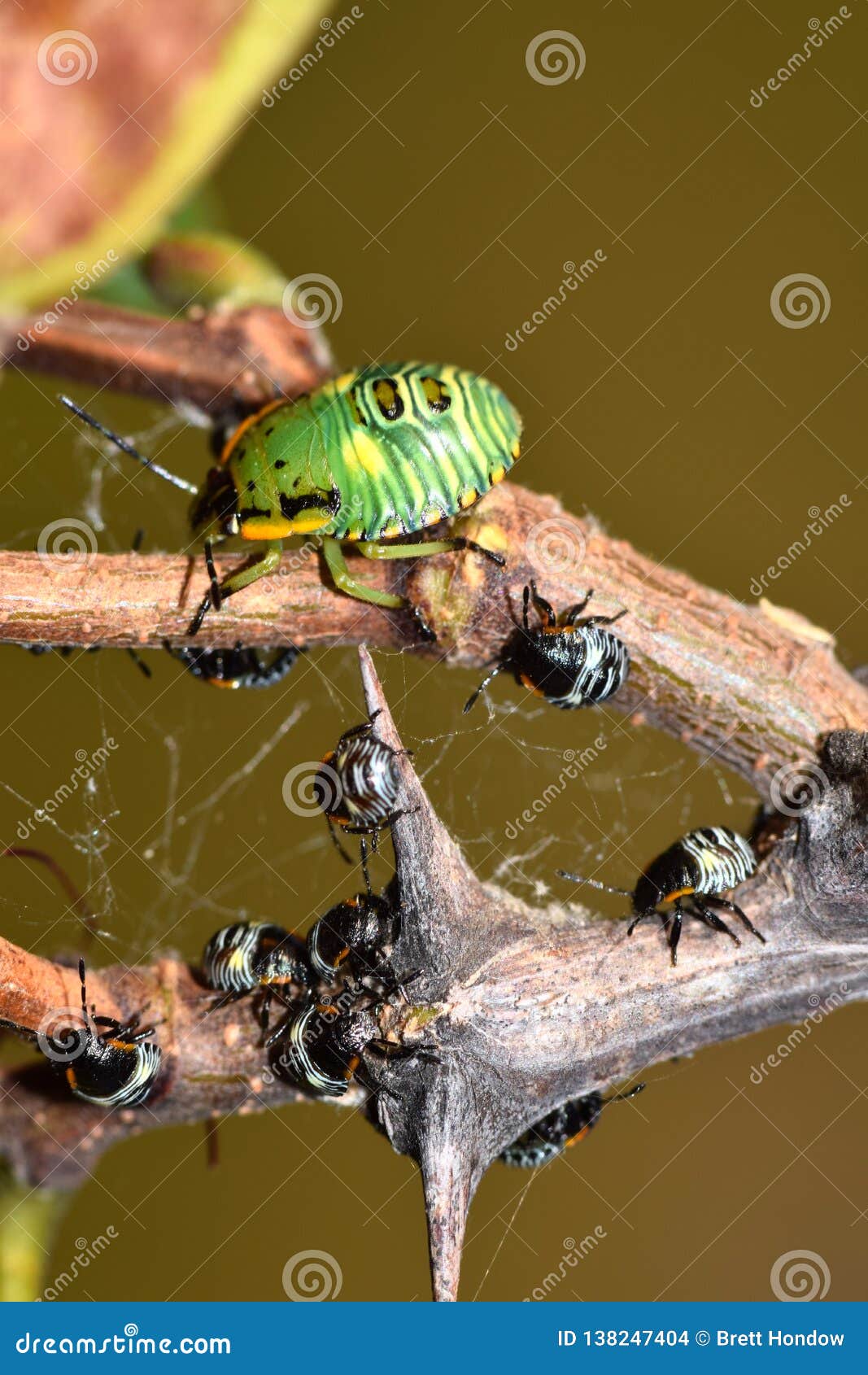 Group of Shield Bug Nymphs in a Tree Stock Photo - Image of detail ...