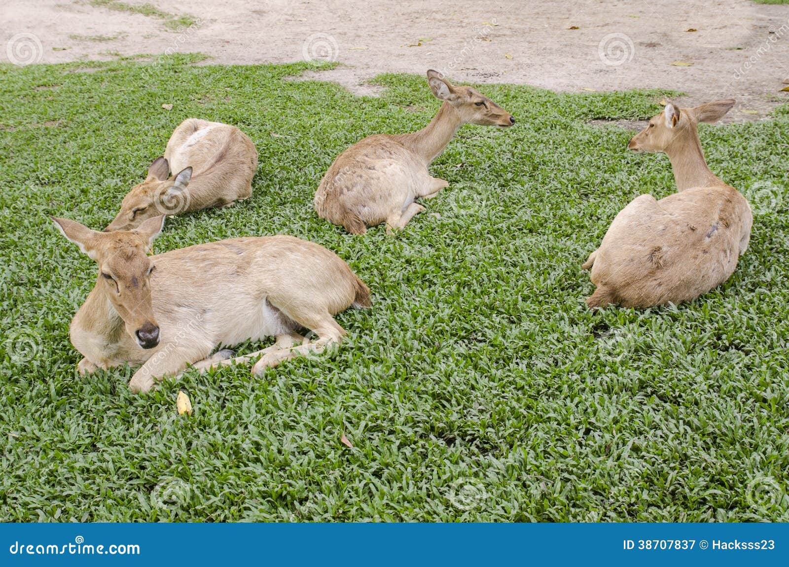 A Group of Siamese Eld S Deer (Cervus Eldi) Stock Image - Image of ...