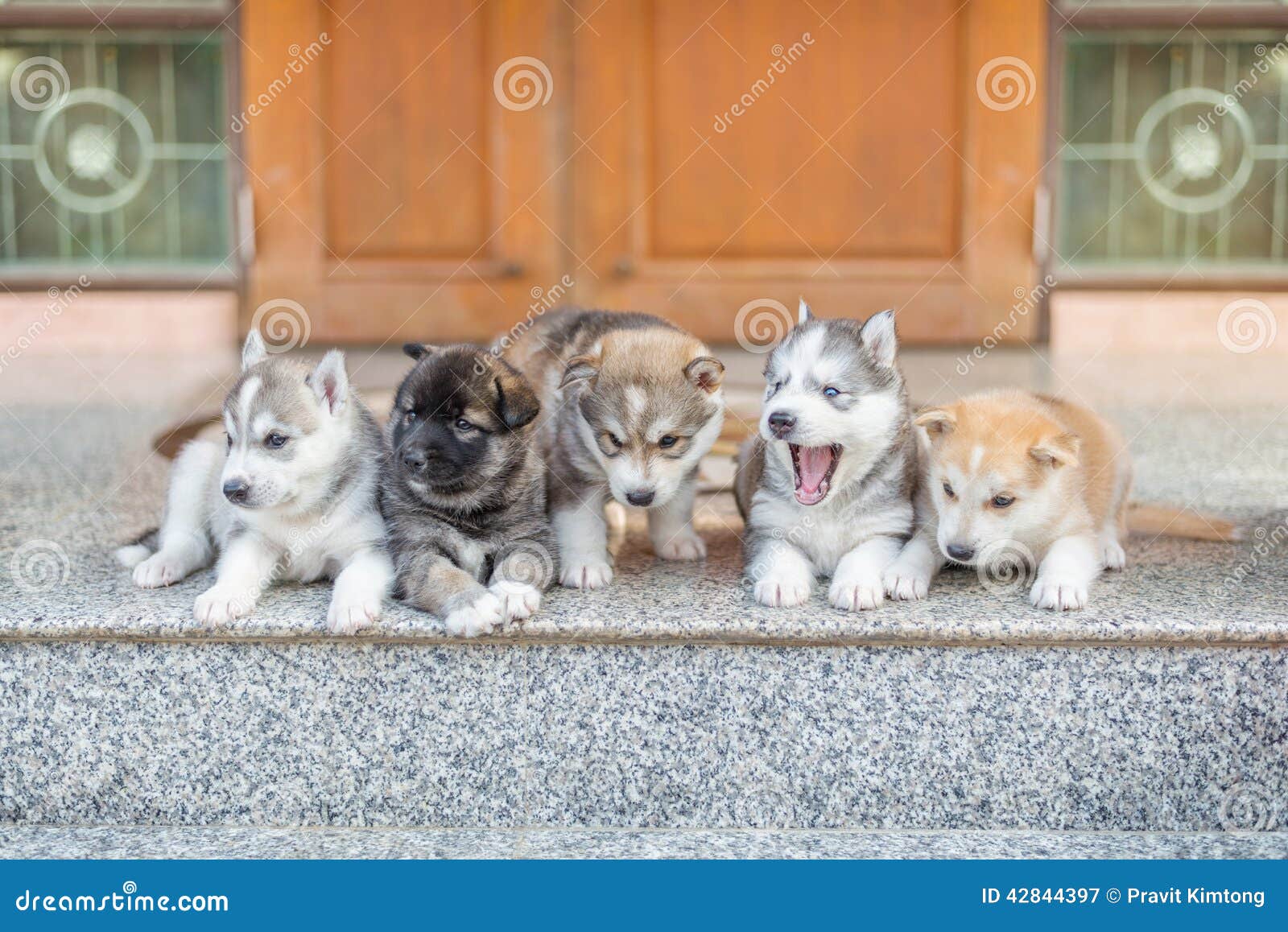 Group of Siberian Husky Puppies Stock Image - Image of group, puppy ...