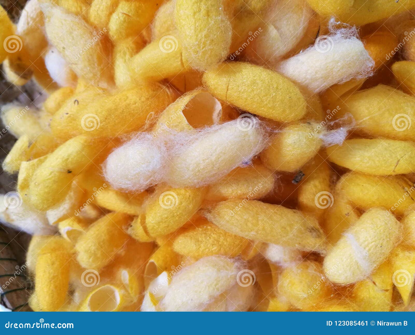 Group of Silk Case Worm Cocoons Nests Color Yellow and White. Cocoon ...