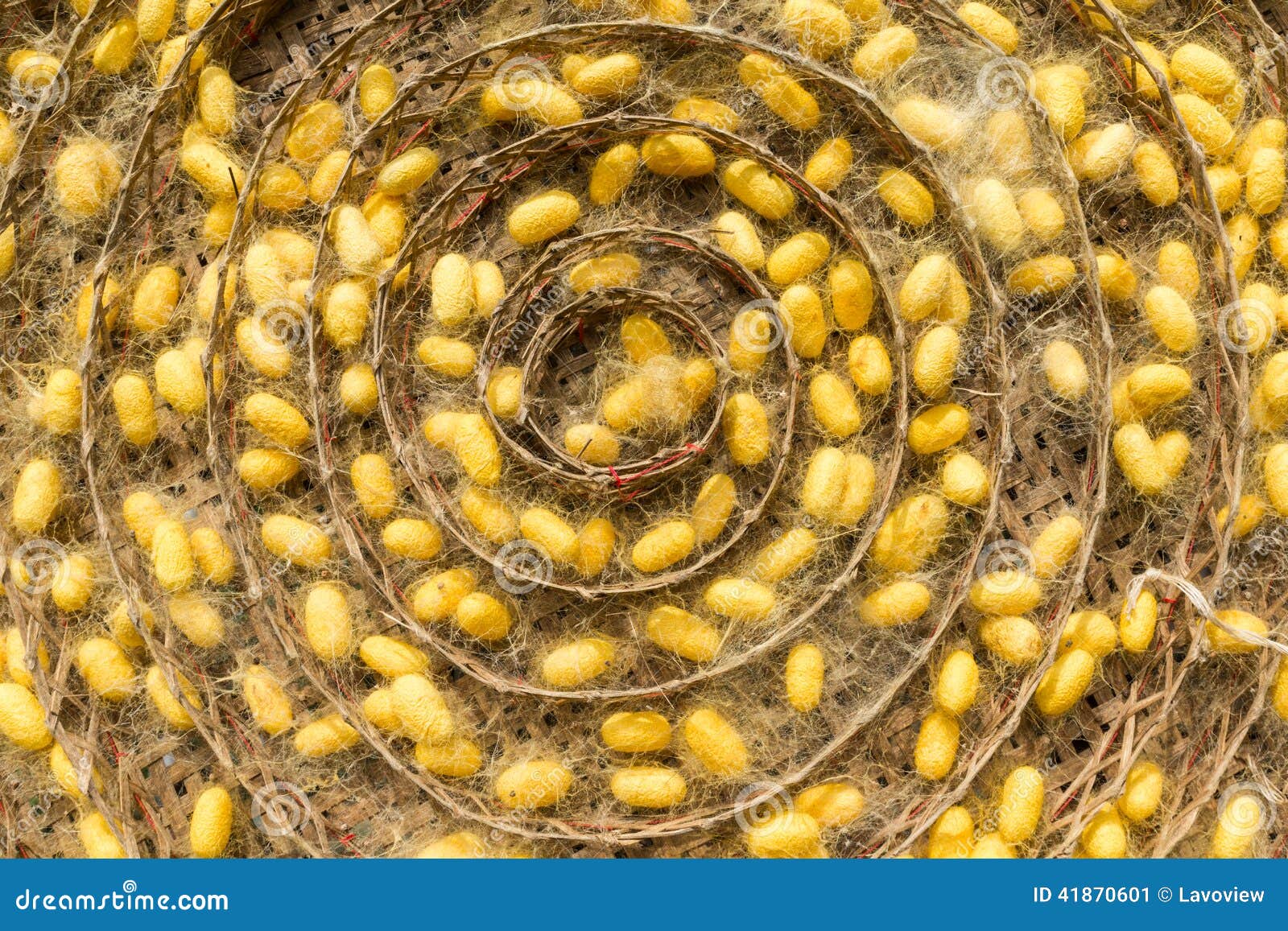 Group of silk worm cocoons stock image. Image of larvae - 41870601