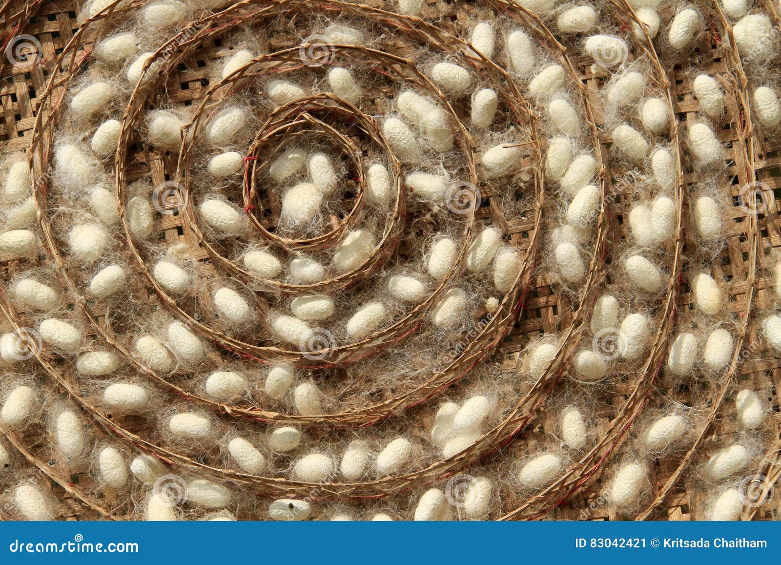 Group of Silk Worm Cocoons Nests Stock Image - Image of fashion ...