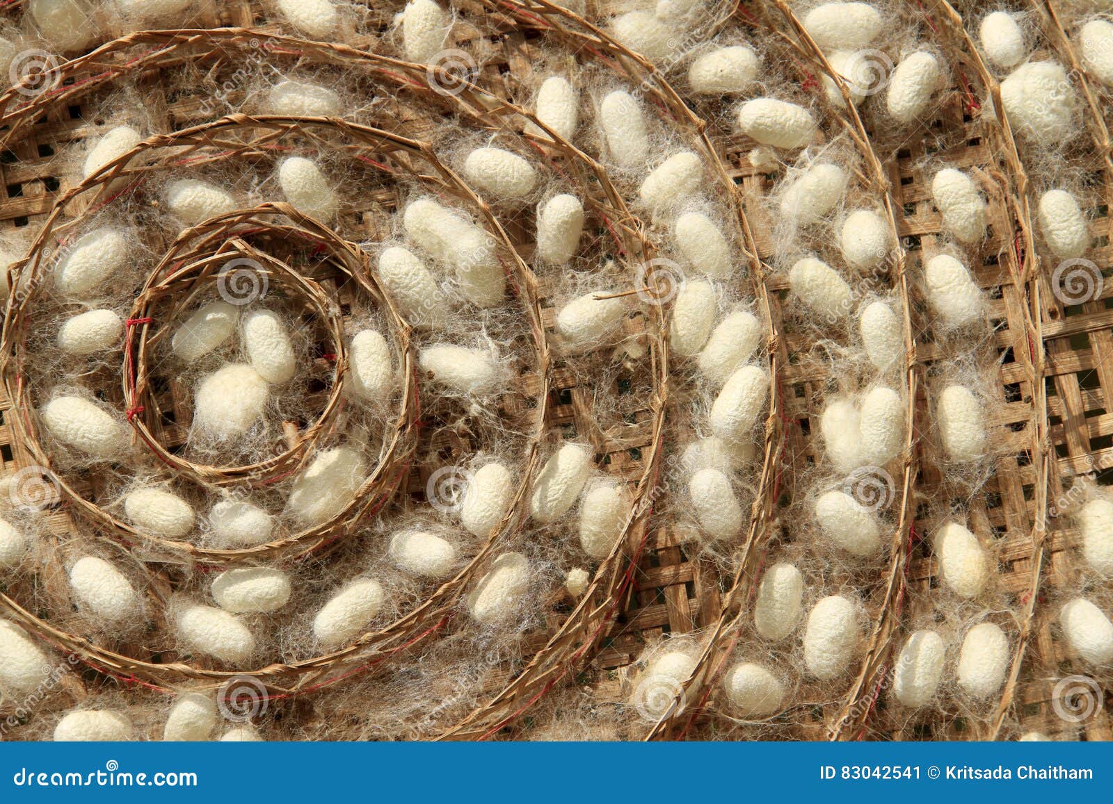 Group of Silk Worm Cocoons Nests Stock Image - Image of cocoon, group ...