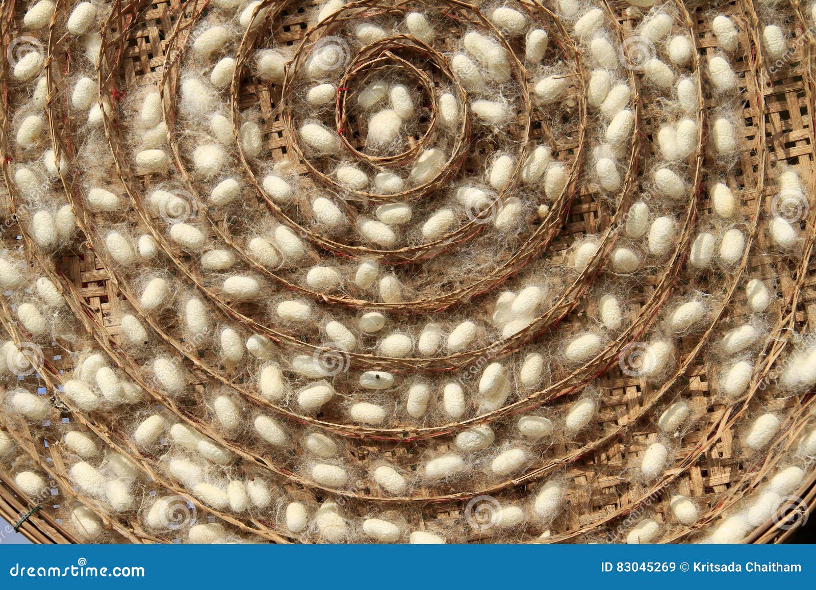 Group of Silk Worm Cocoons Nests Stock Image - Image of arrangement ...