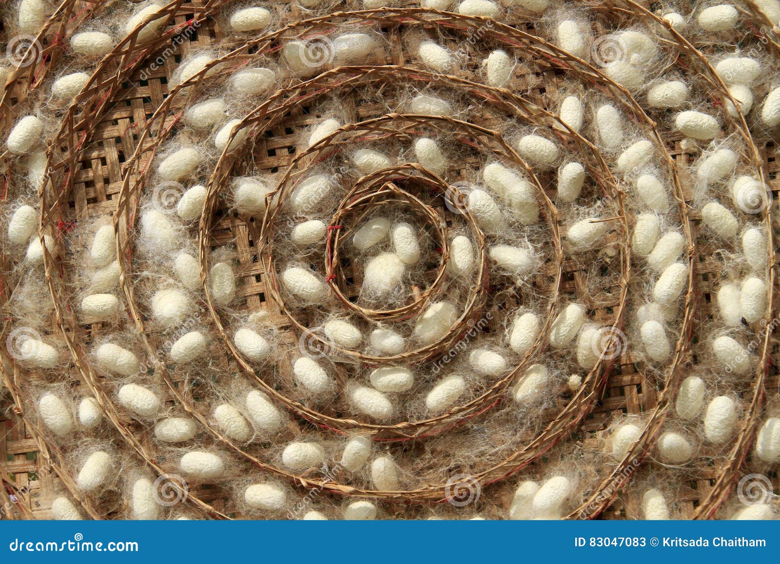 Group of silk worm cocoons stock image. Image of needlework - 83047083