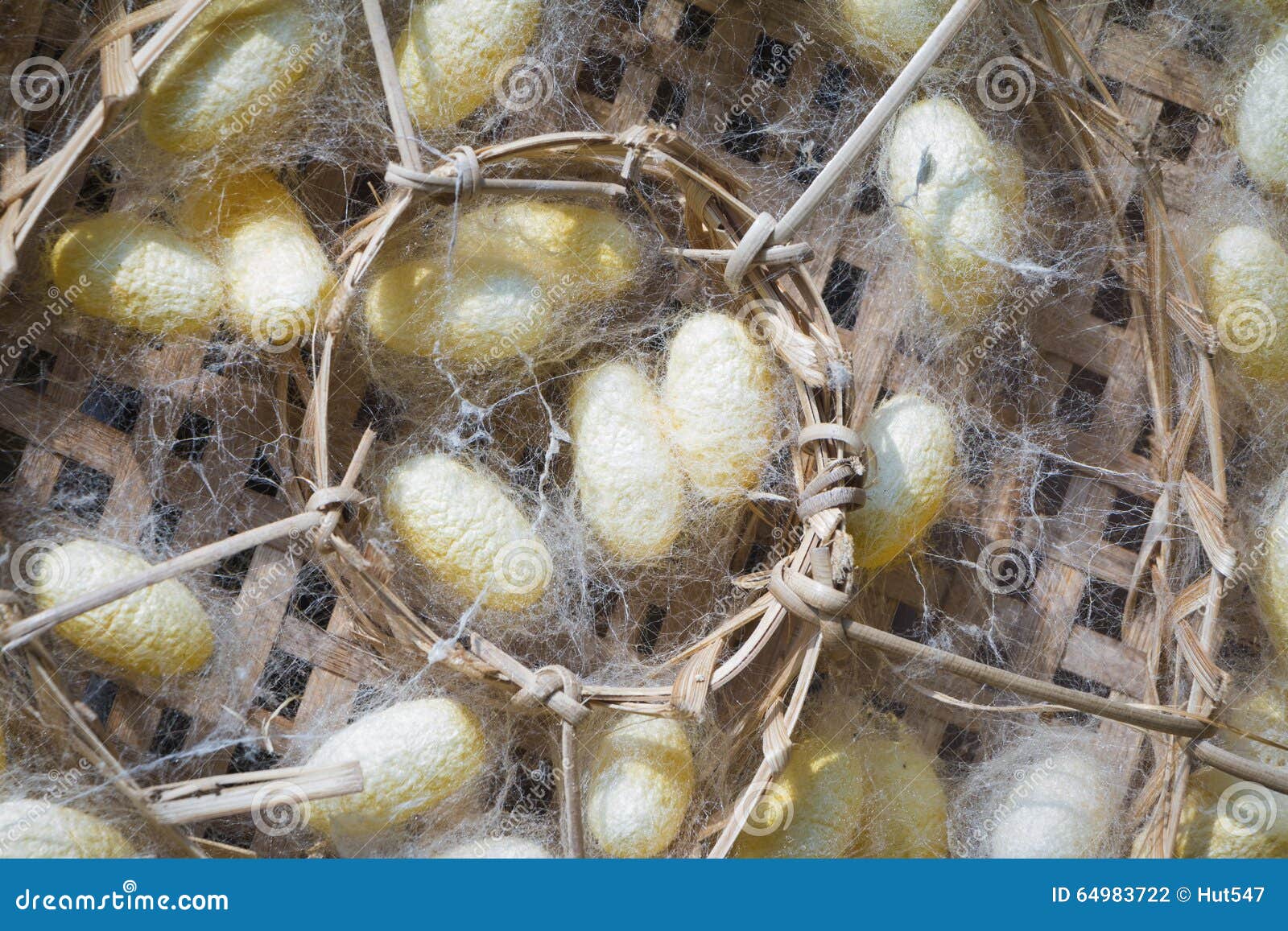 Group of Silk Worm Cocoons Nests Stock Photo - Image of nature, cocoon ...