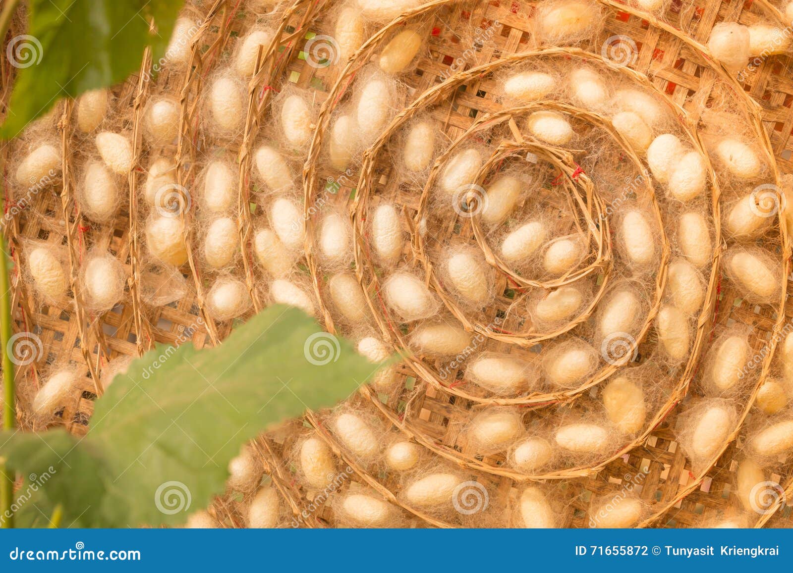 Group of Silk Worm Cocoons Nests Stock Photo - Image of culture ...