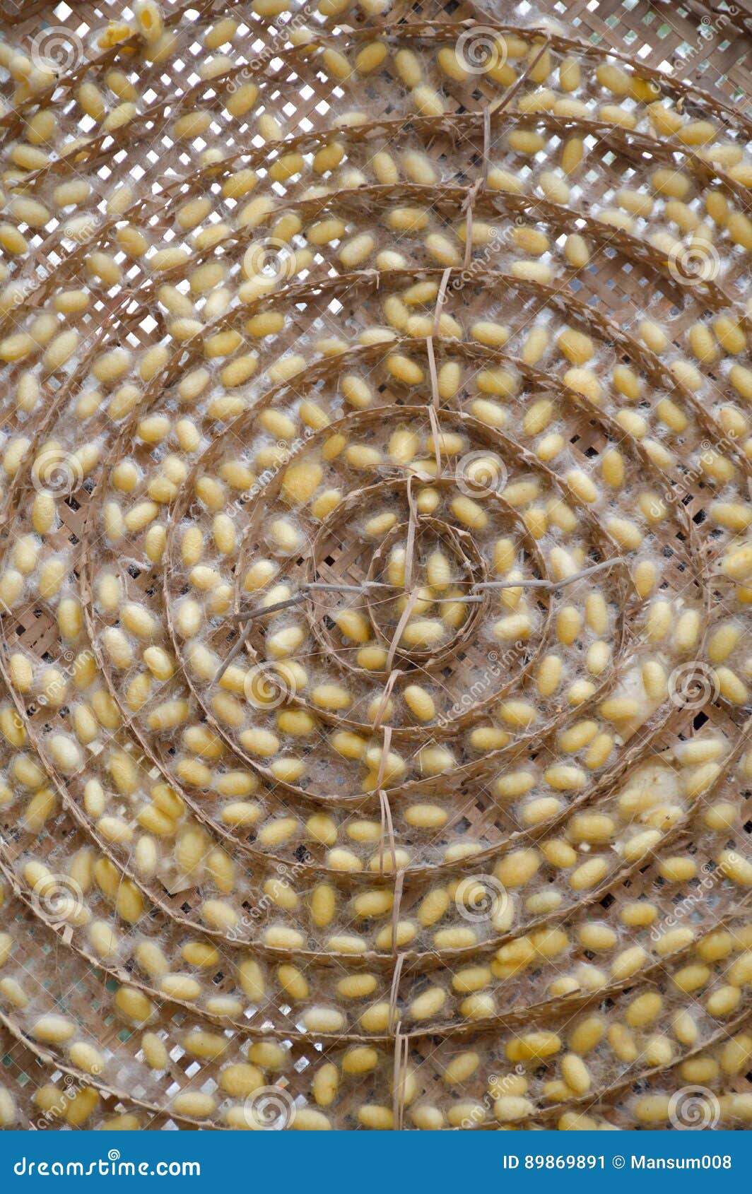 Group of Silkworm in Yellow Cocoon Stage Stock Image - Image of ...