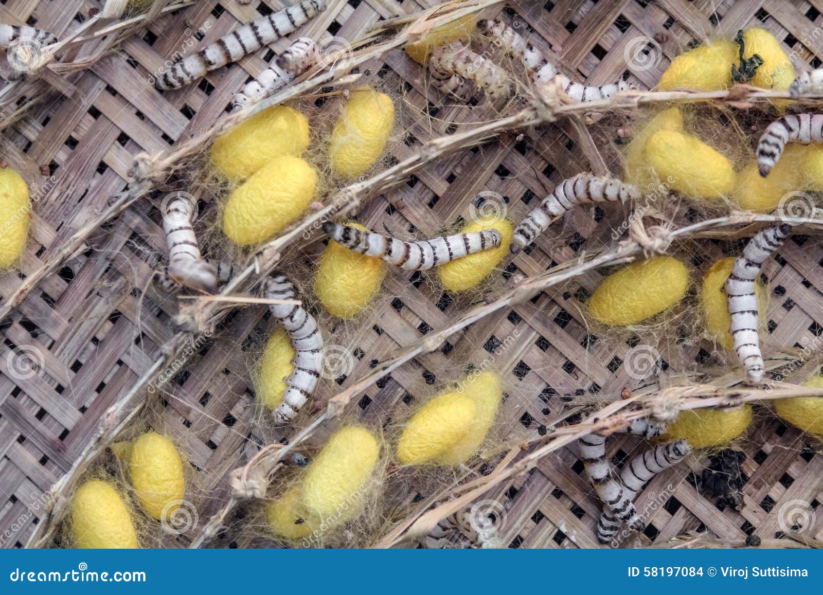 Group of Silkworm and Yellow Cocoons in Bamboo Nests Stock Photo ...