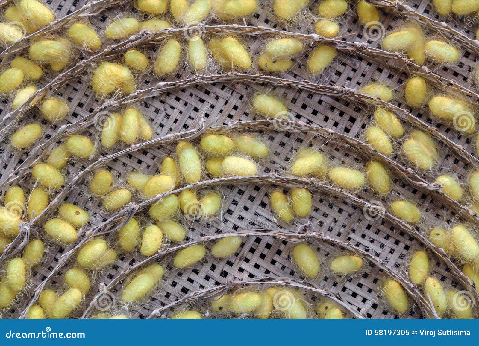 Group of Silkworm Yellow Cocoons Nests Stock Image - Image of fabric ...