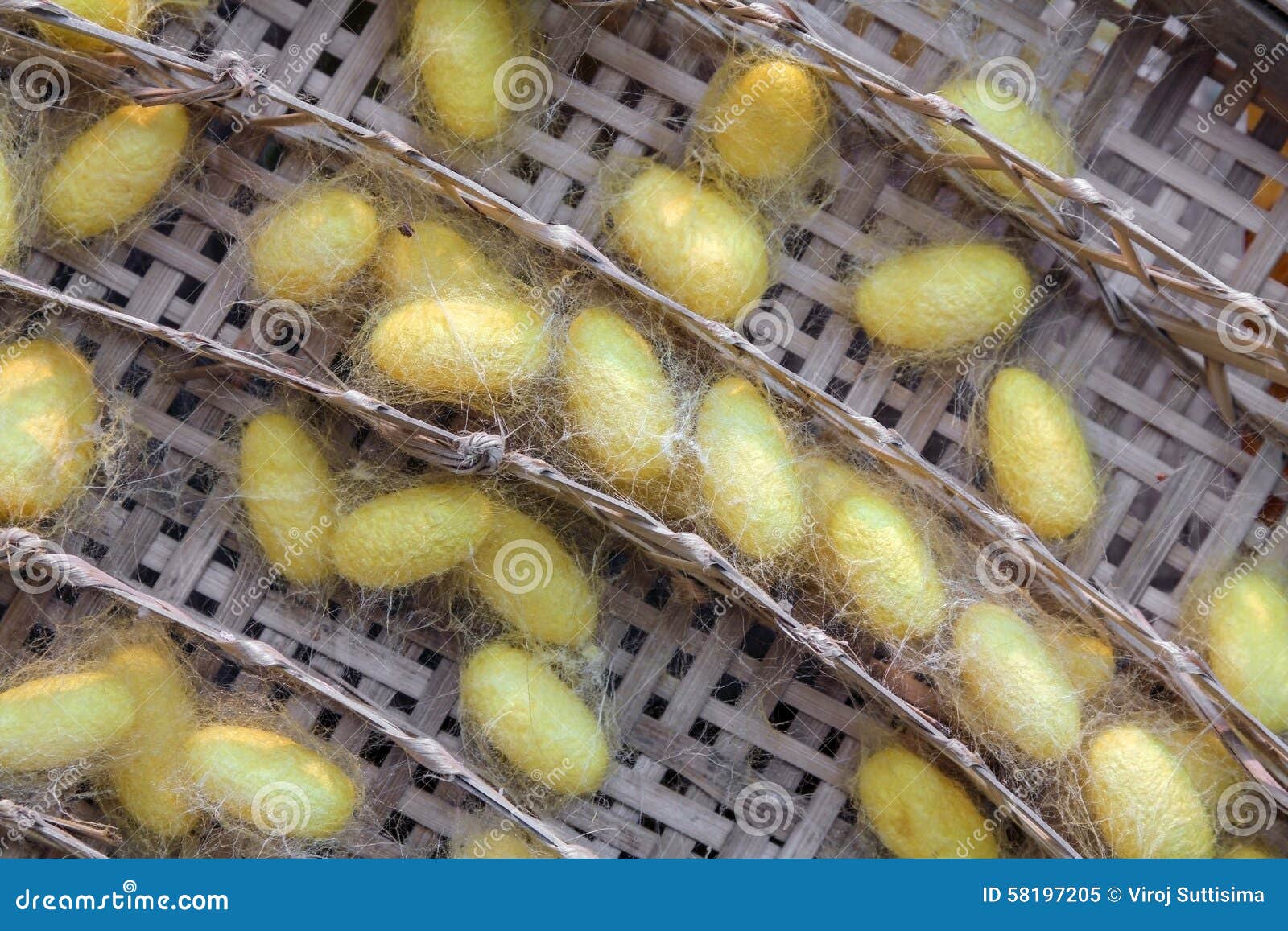 Group of Silkworm Yellow Cocoons Nests Stock Image - Image of delicate ...