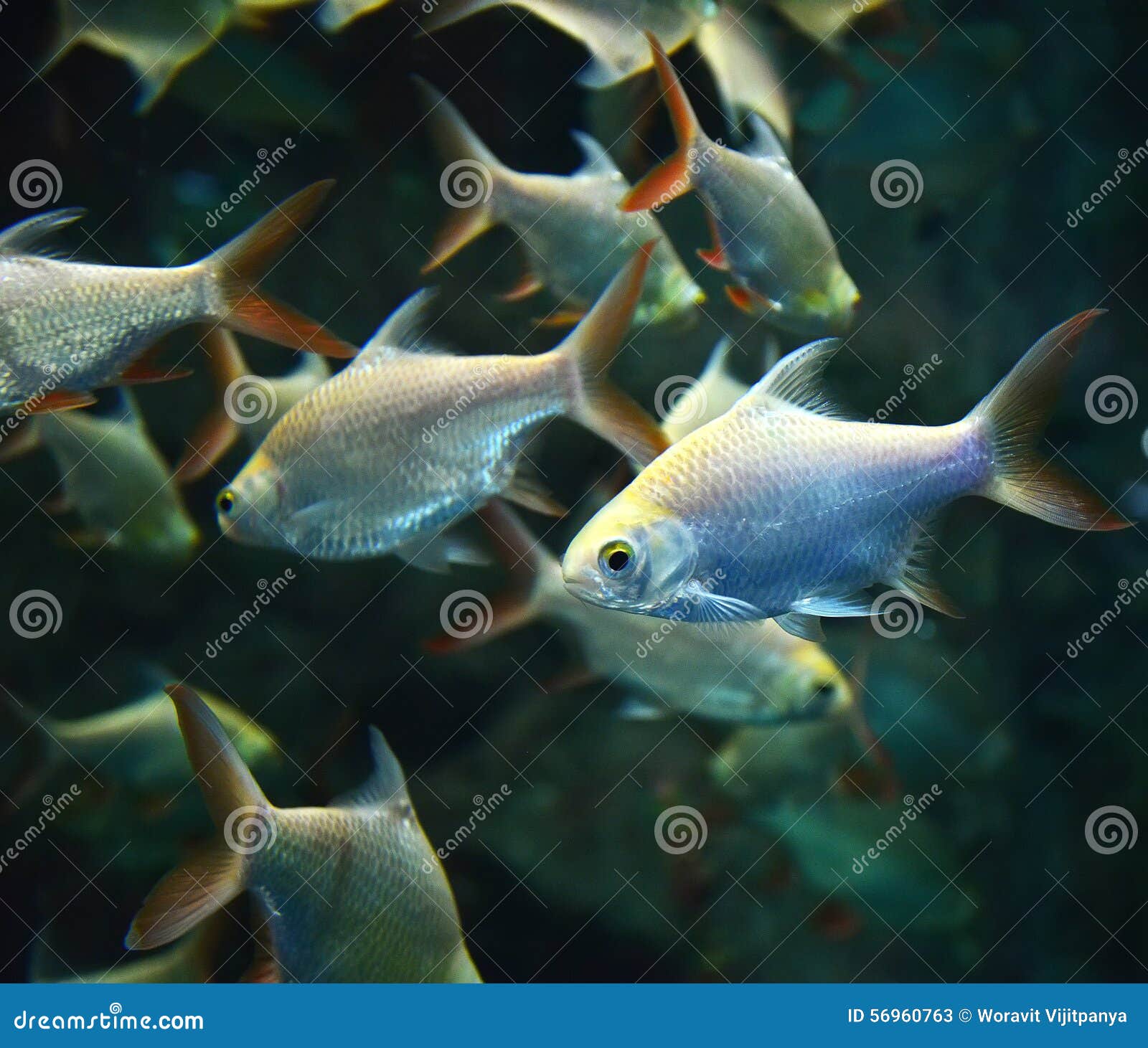 Group Silver barb fish stock image. Image of silver, fresh - 56960763