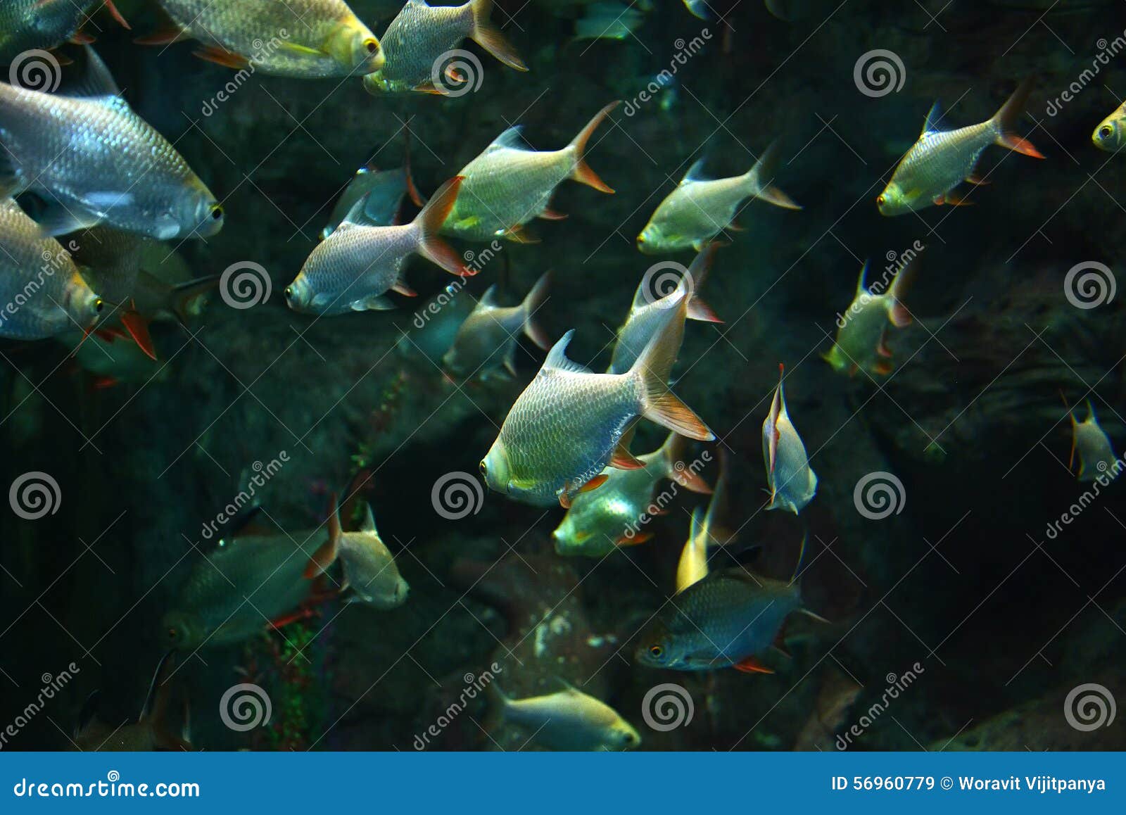 Group Silver barb fish stock image. Image of barbodes - 56960779