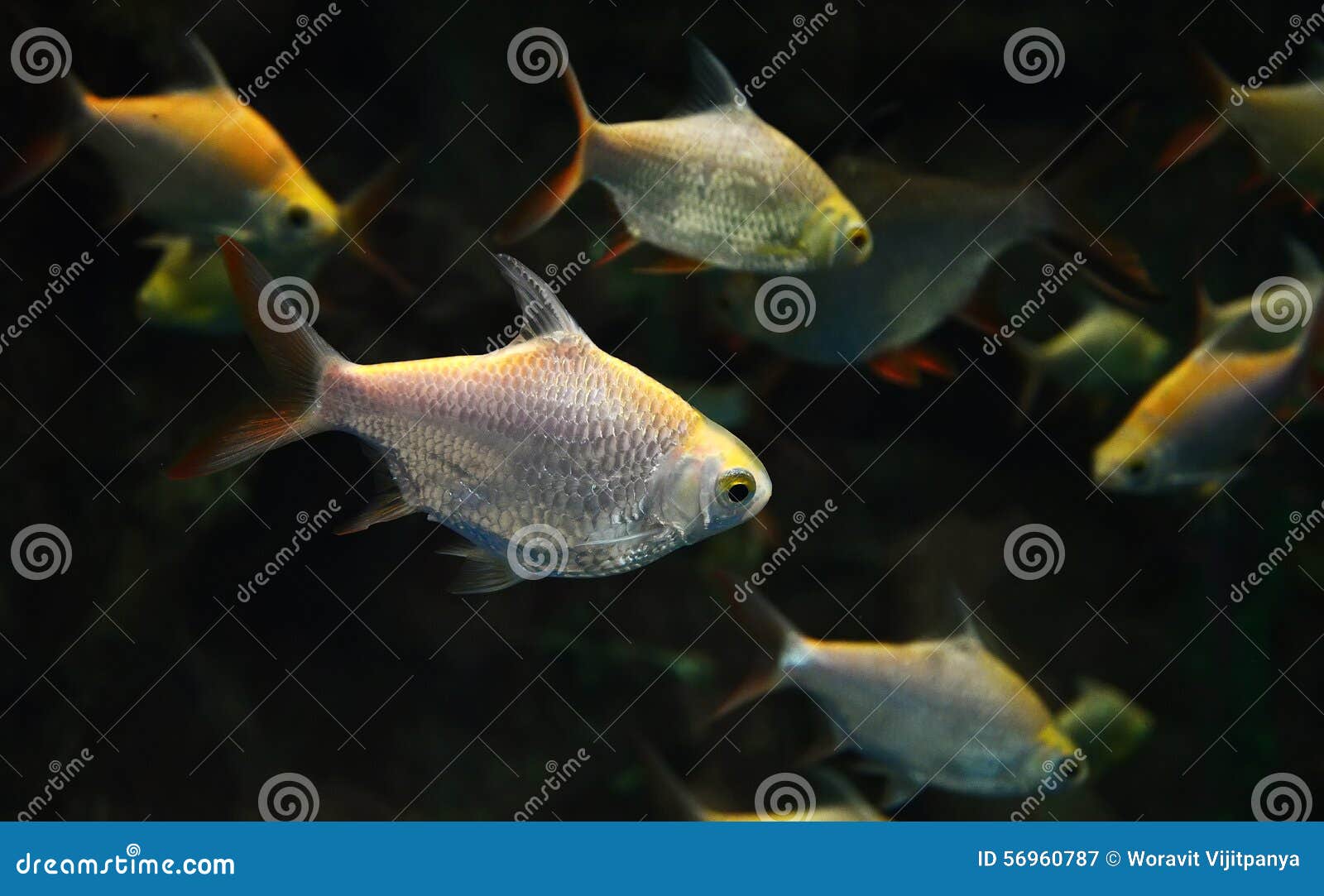 Group Silver barb fish stock image. Image of fish, silver - 56960787