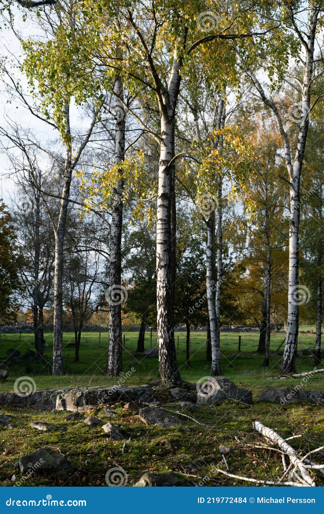 Group of Silver Birch Trees in a Forest Called Skrylle in Southern ...