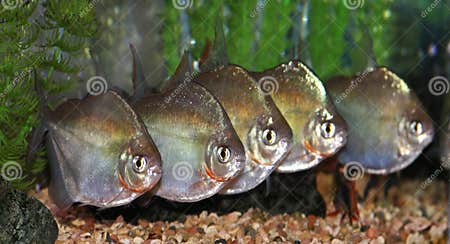 Group of Silver Dollar Fishes. Stock Photo - Image of swimming, silver ...