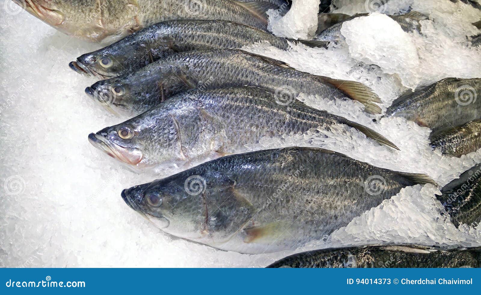 Group of Silver Perch or White Perch on Ice Stock Image - Image of head ...