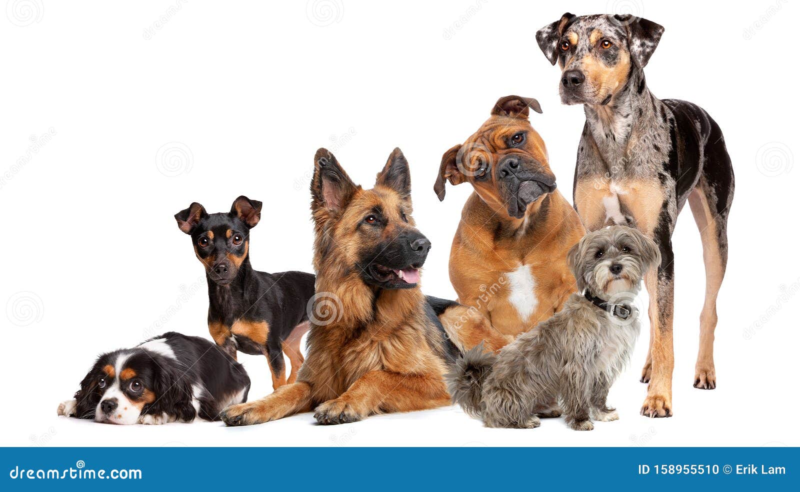 Group of six dogs stock photo. Image of mammal, shepherd - 158955510