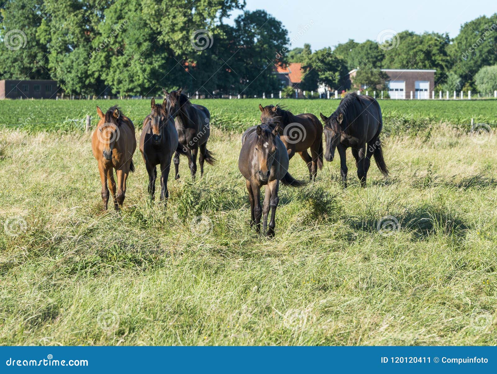 Group of six horses stock image. Image of pasture, farm - 120120411