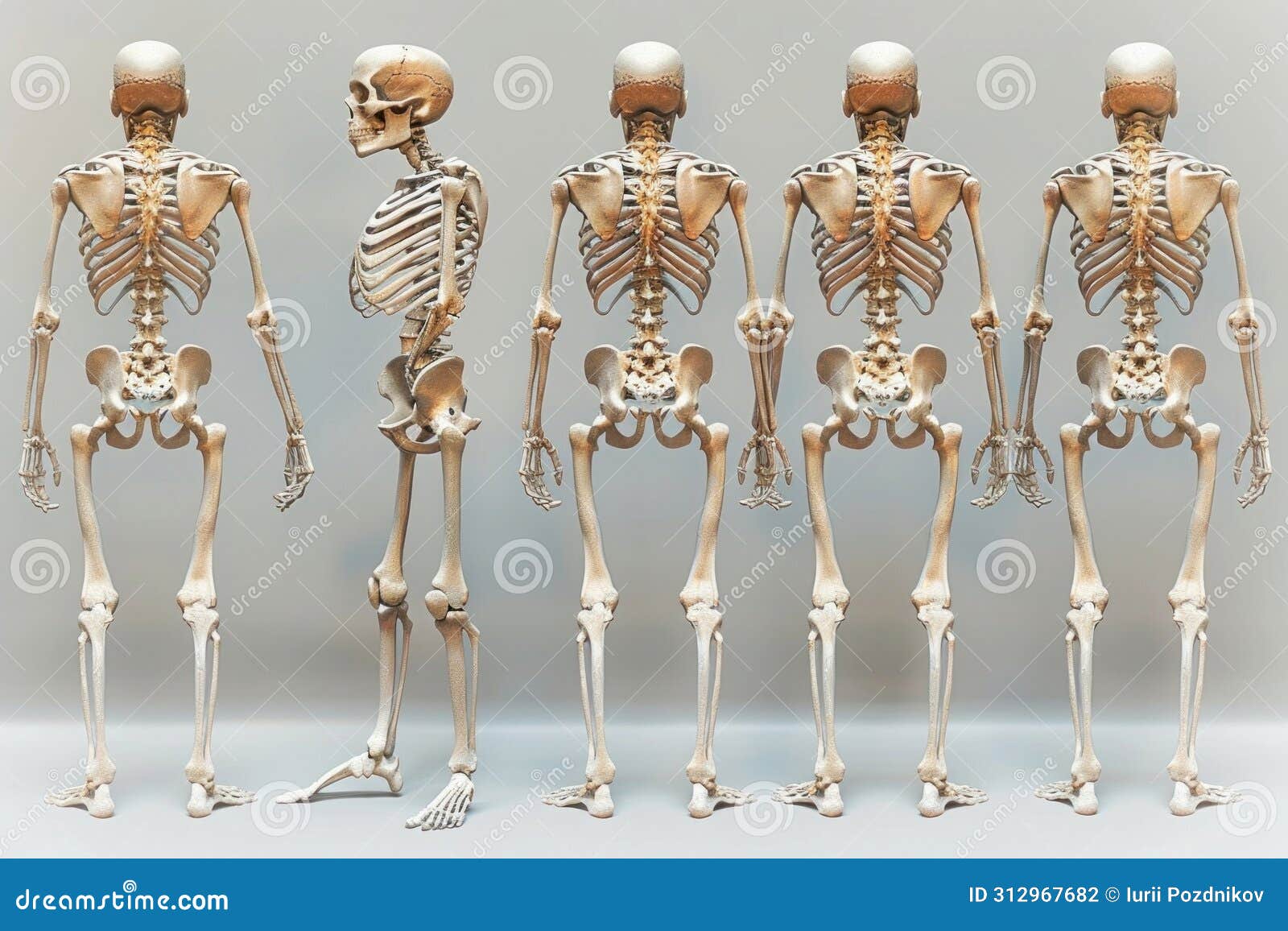 Multiple Human Skeletons of Various Sizes Standing in a Row on a Light ...