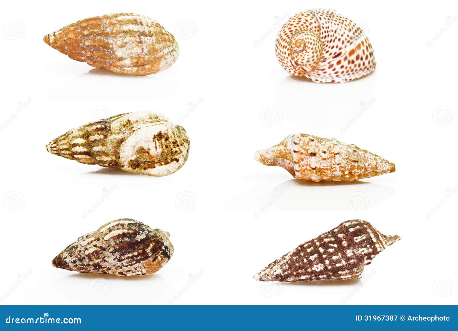 Group of six sea shell stock image. Image of colorful - 31967387