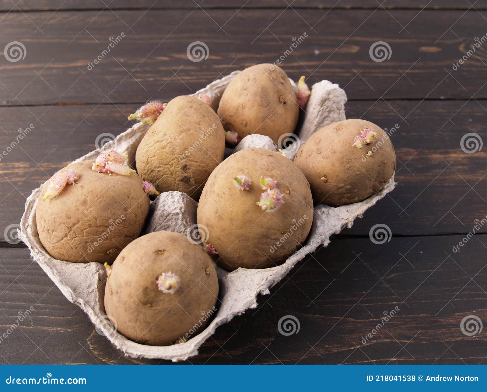 A Group of Six Seed Potatoes Sprouting Stock Photo - Image of gardening ...