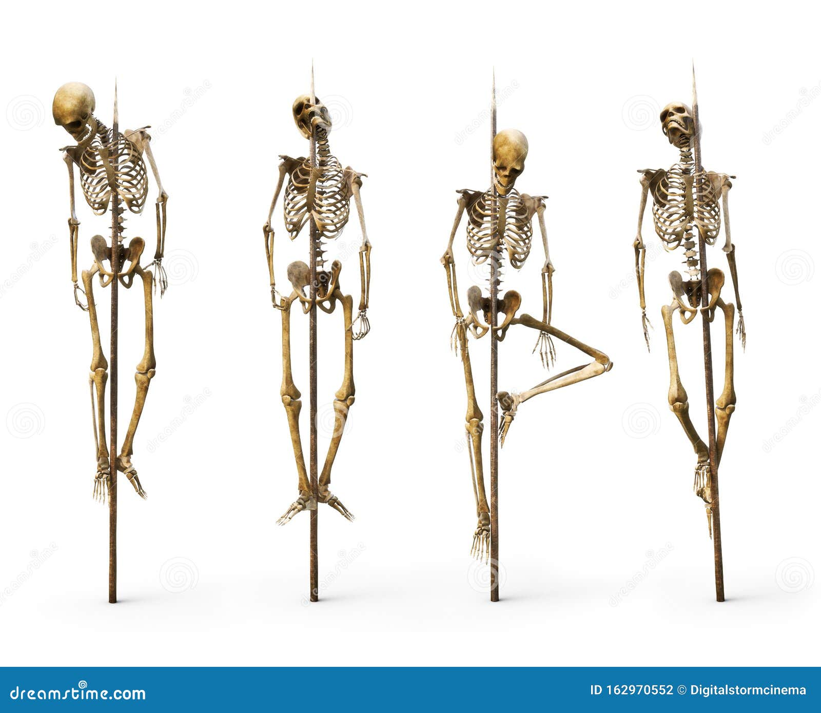 Group of Skeleton`s Impaled on Spiked Sticks on a Isolated White ...