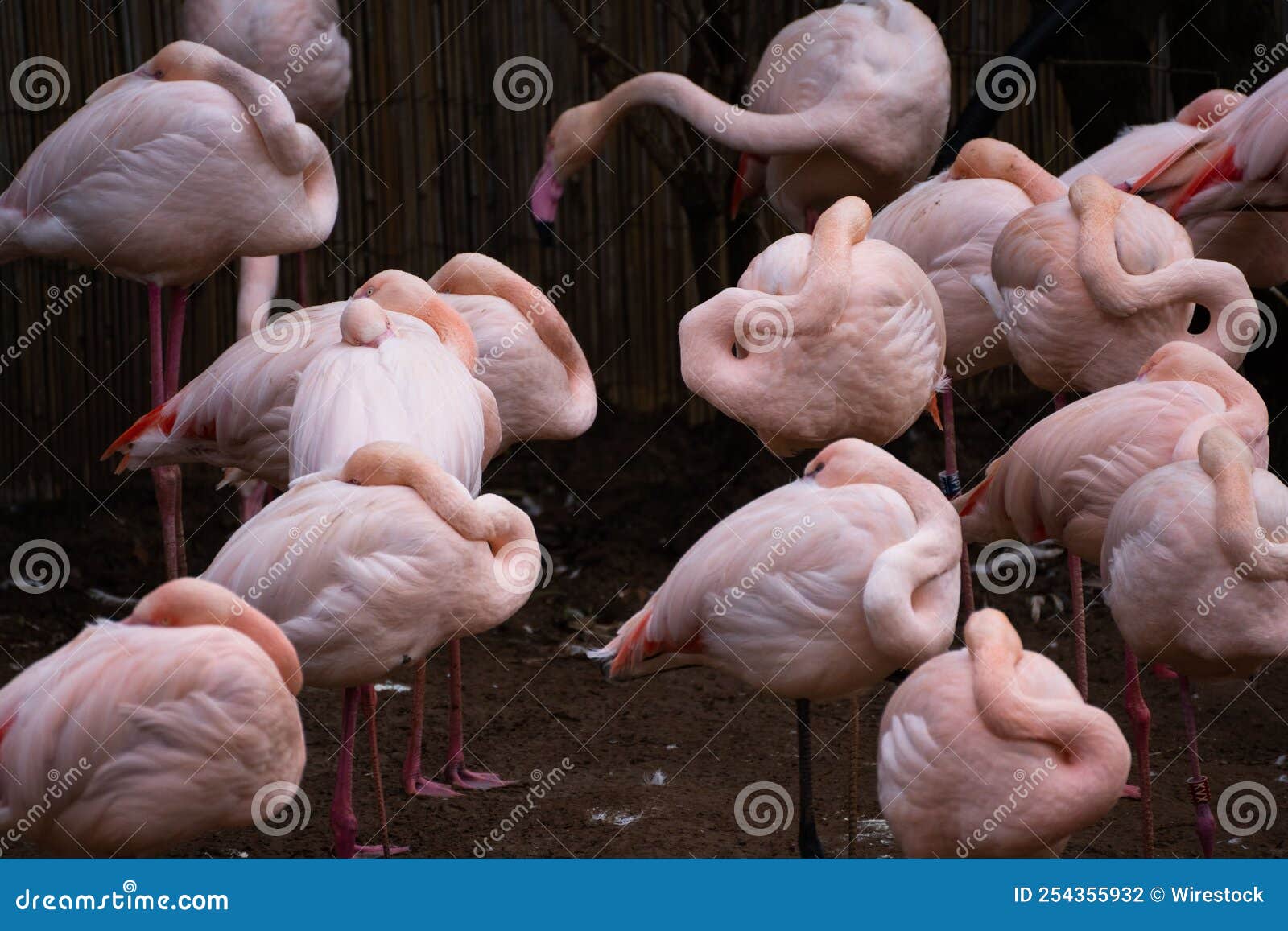 Group of Sleeping Flamingos in an Interesting Position on a Muddy Area ...