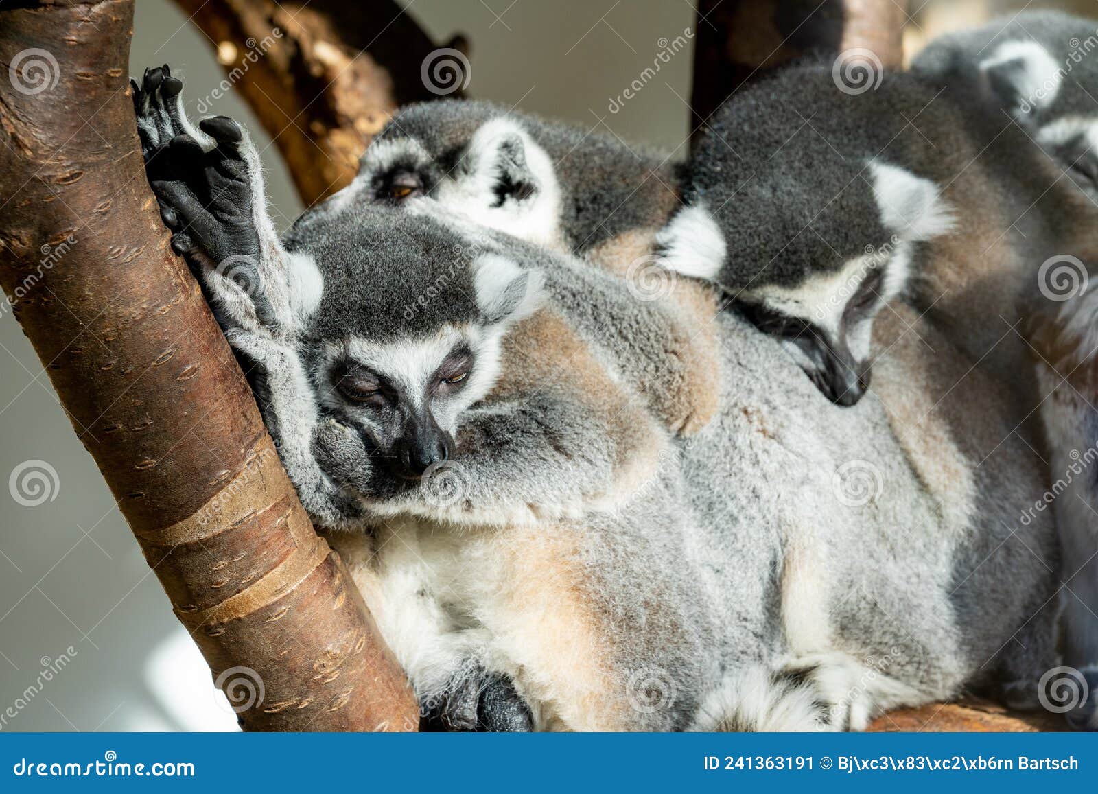 Sleeping lemurs stock image. Image of careful, nervousness - 241363191