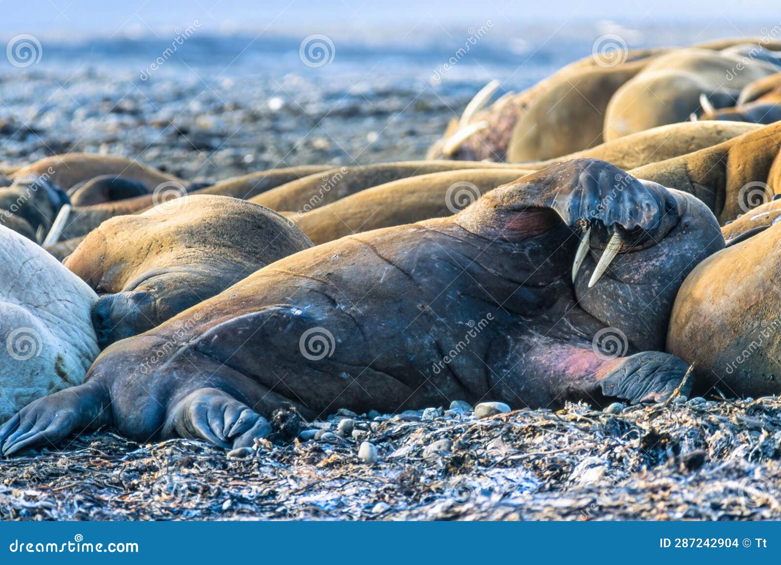 Group of Sleeping Walruses on a Beach Stock Photo - Image of wild ...