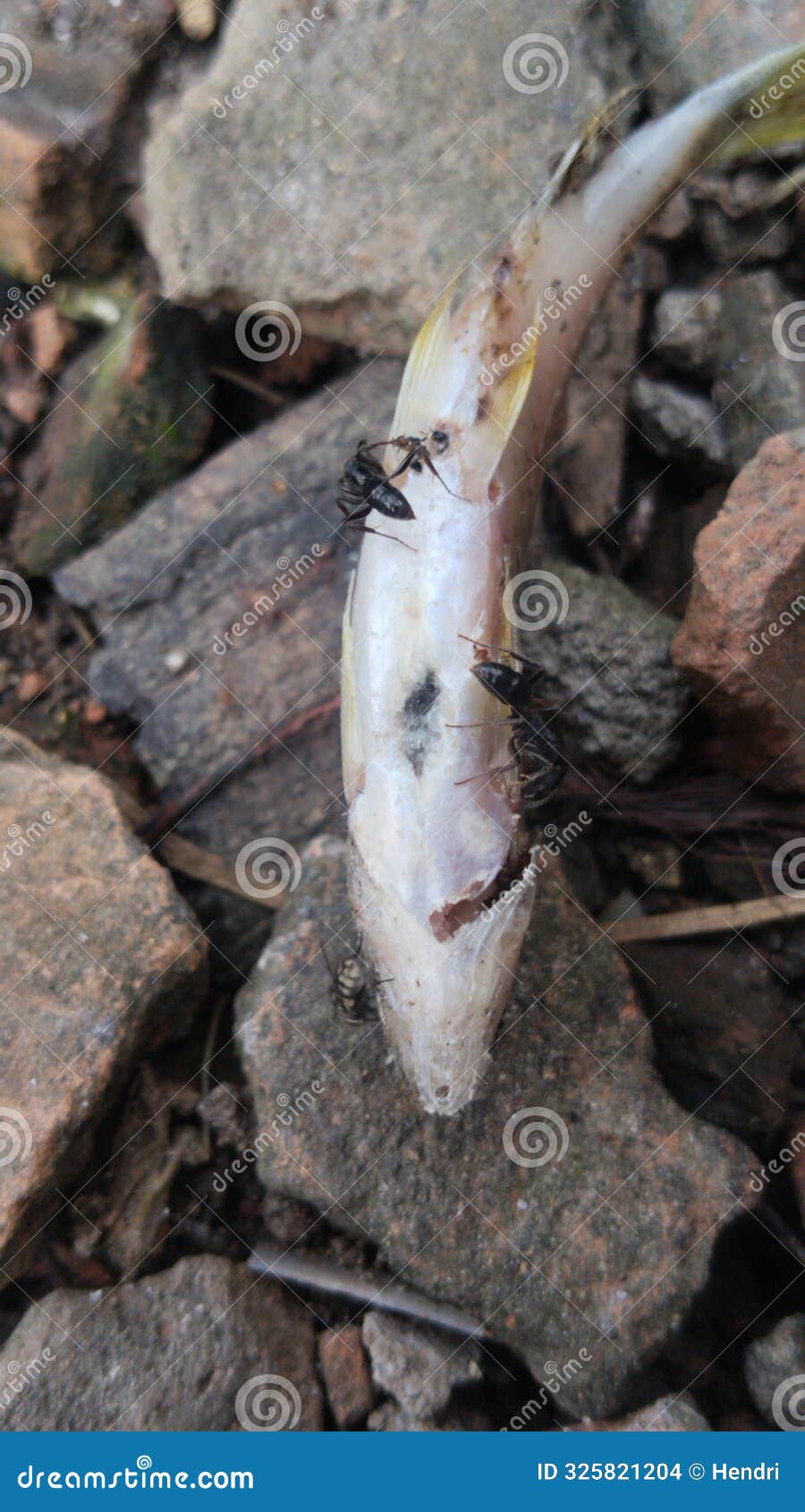 Group of Small Animals Were Eating Dead Fish on the Ground Stock Photo ...