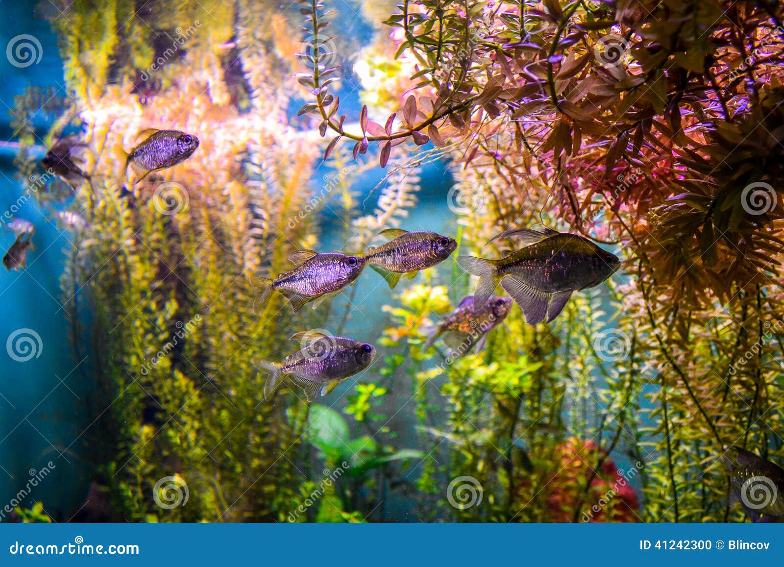 A Group of Small Aquarium Fish in a Big Aquarium Stock Photo - Image of ...