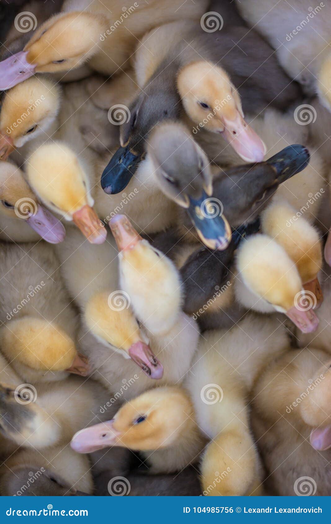 Group of Babies Ducks Locked in the Paddock in Ukraine Stock Photo ...