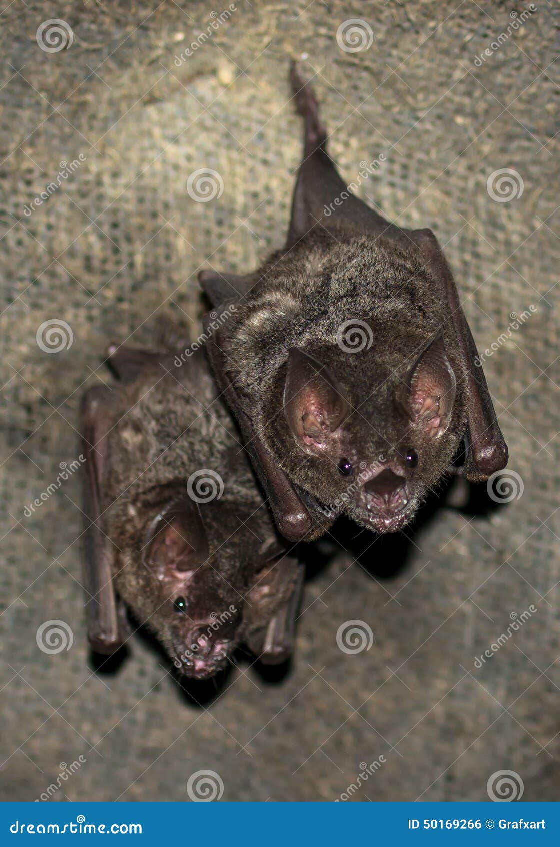 Group of Small Bats stock photo. Image of group, darkness - 50169266