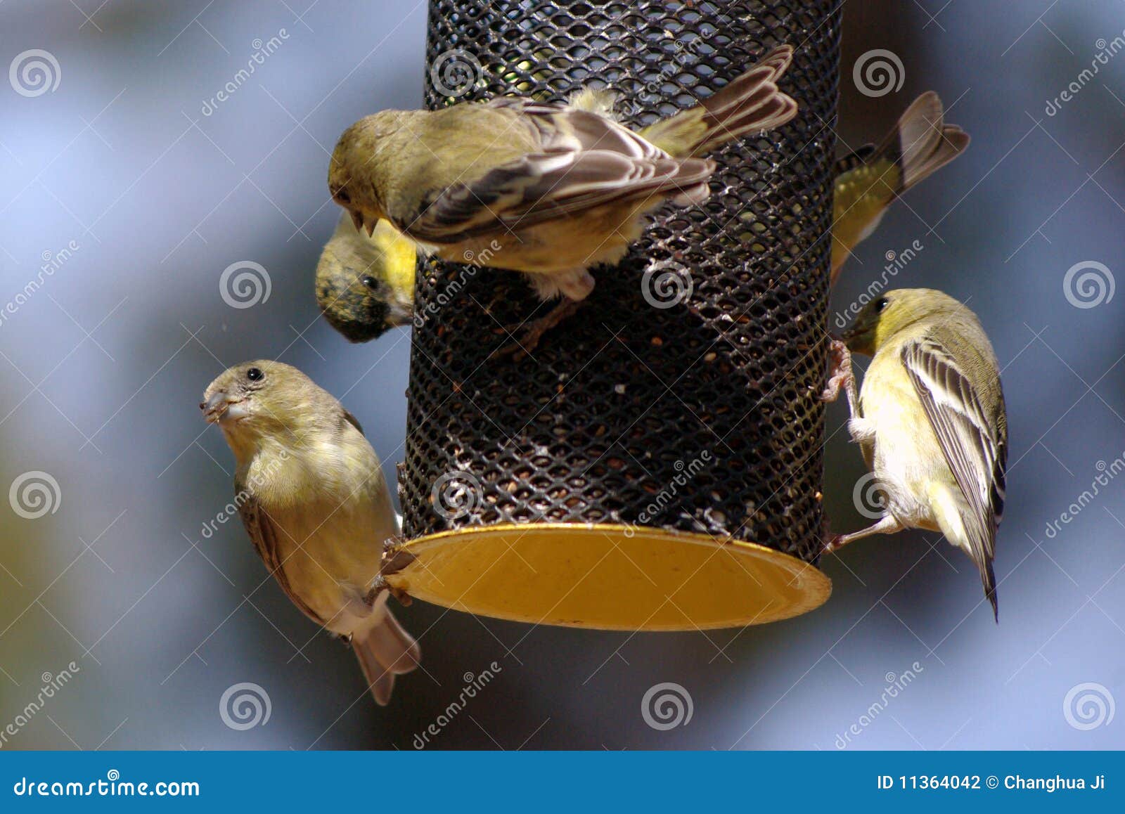 Group of Small Birds on a Feeder Stock Photo - Image of beak, small ...
