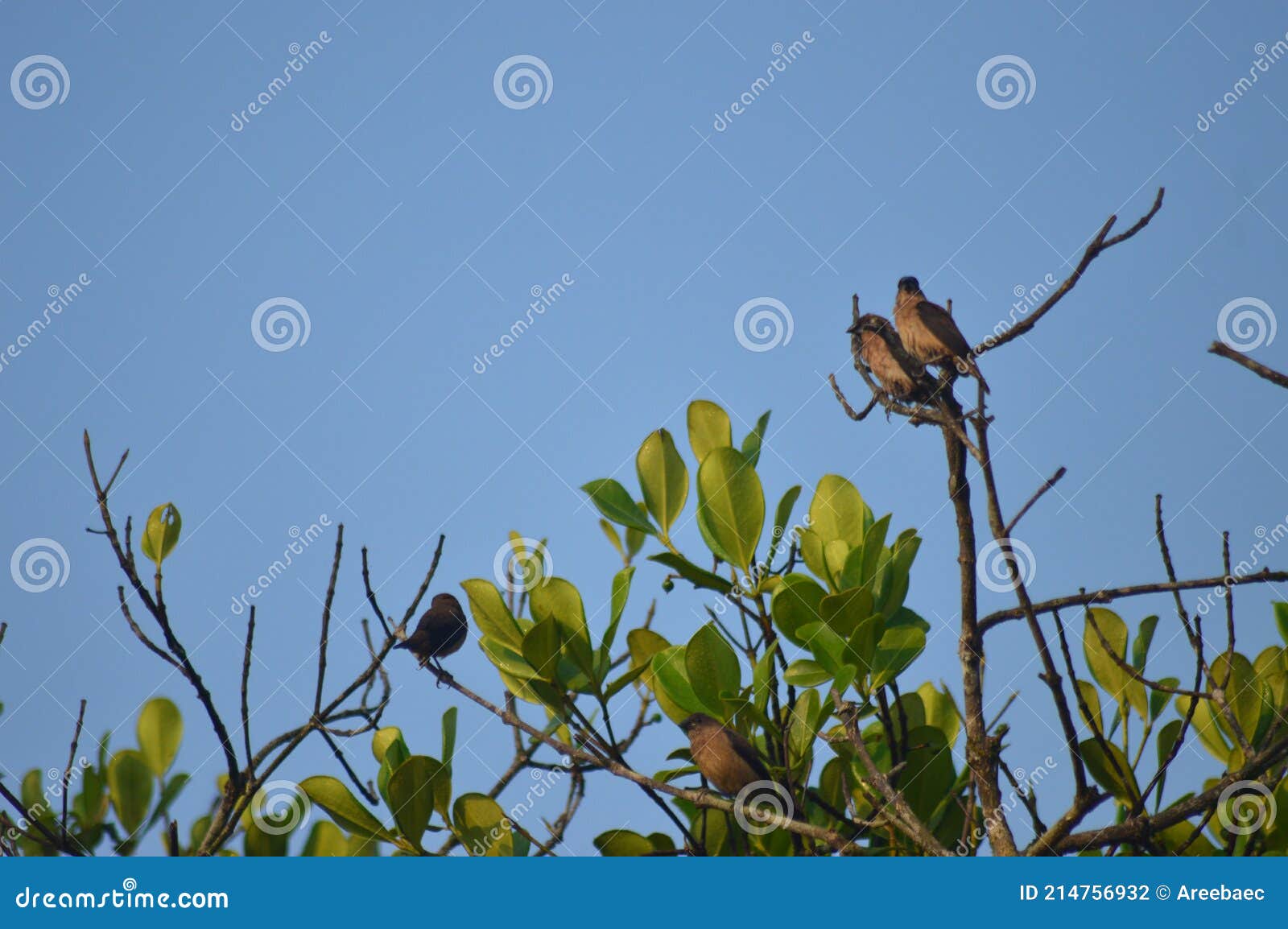 Group of Small Birds on Tree Stock Photo - Image of sunlight, beak ...