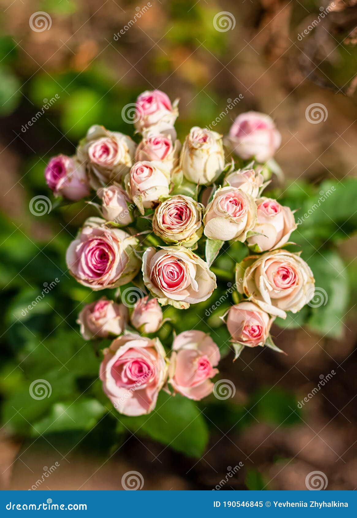 Group of Small Blooming Yellow Roses with Pink Edges Stock Image ...