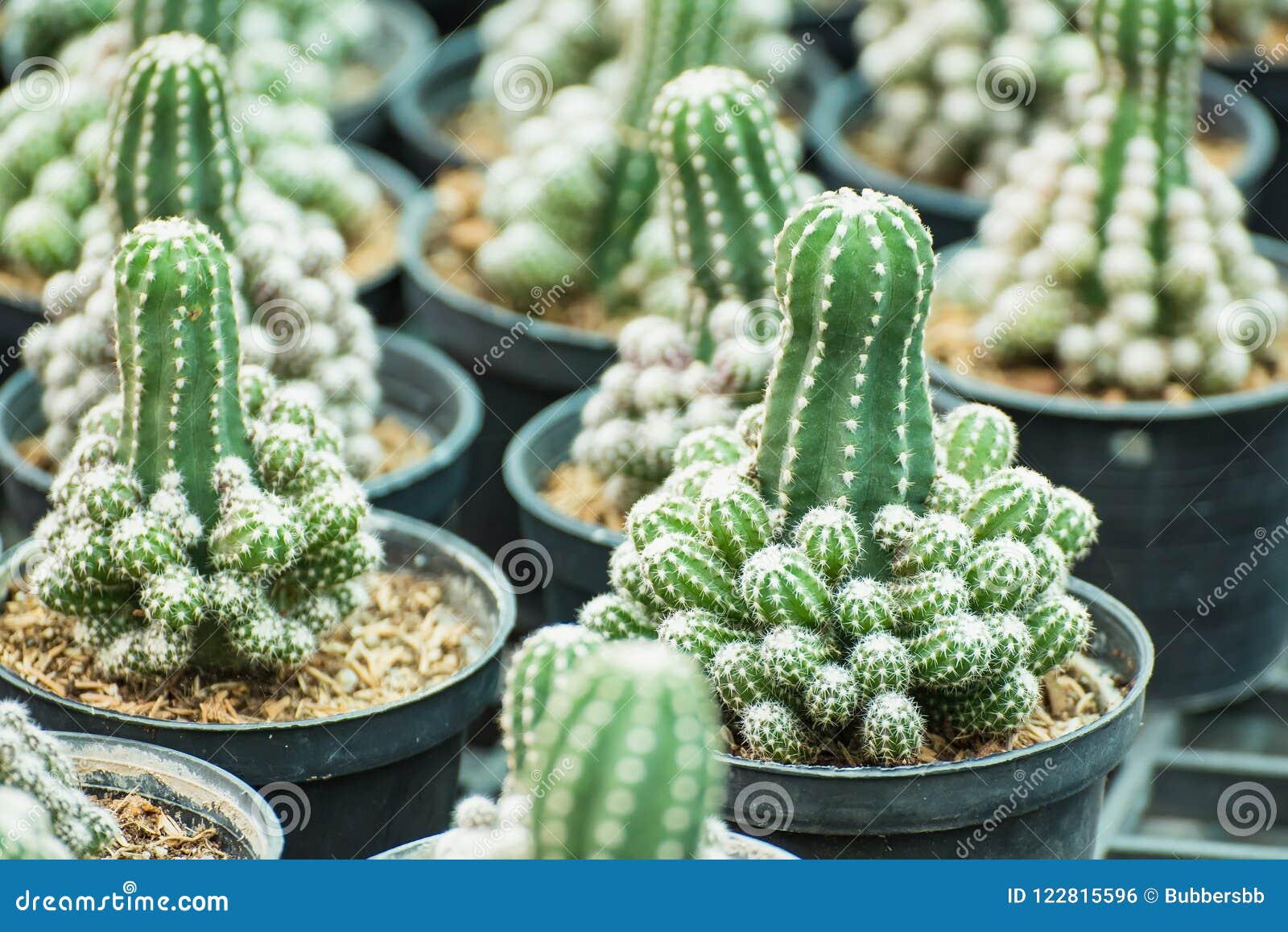 Group of Small Cactus Plant in the Pot at Cactus Garden.Thailand Stock ...