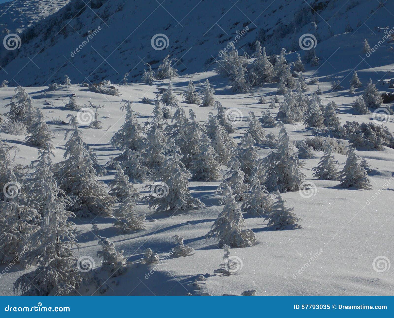 A Group of Small Cedar Trees in Lebanese Mountains Stock Image - Image ...