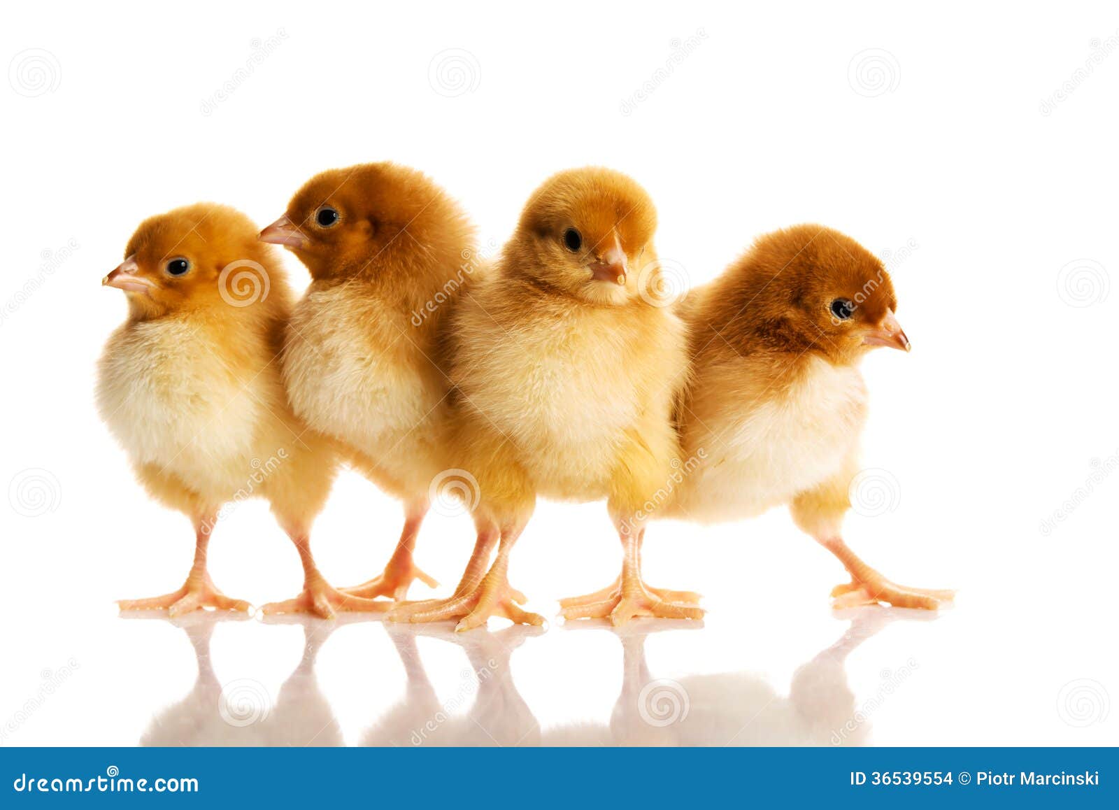 Group of small chicks. stock photo. Image of hatched - 36539554